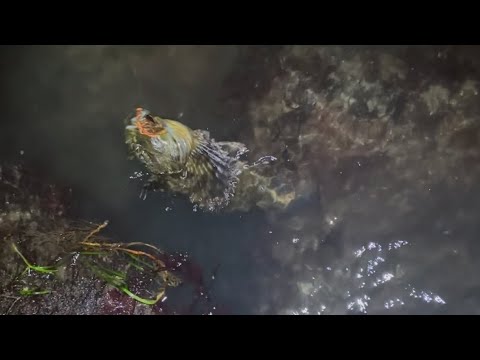 Jetty Fishing At Night Newport Oregon Monkey face Prickleback , Cabazon ...