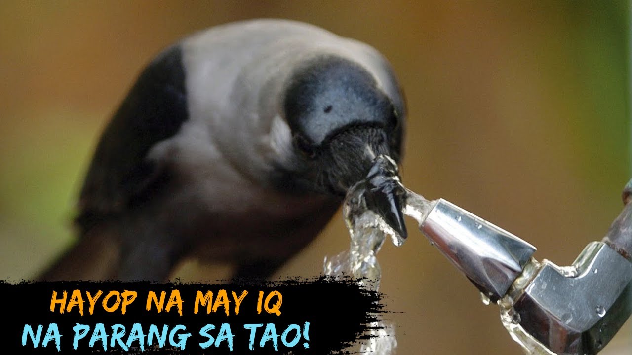 Hayop na may IQ ng parang sa tao! - YouTube