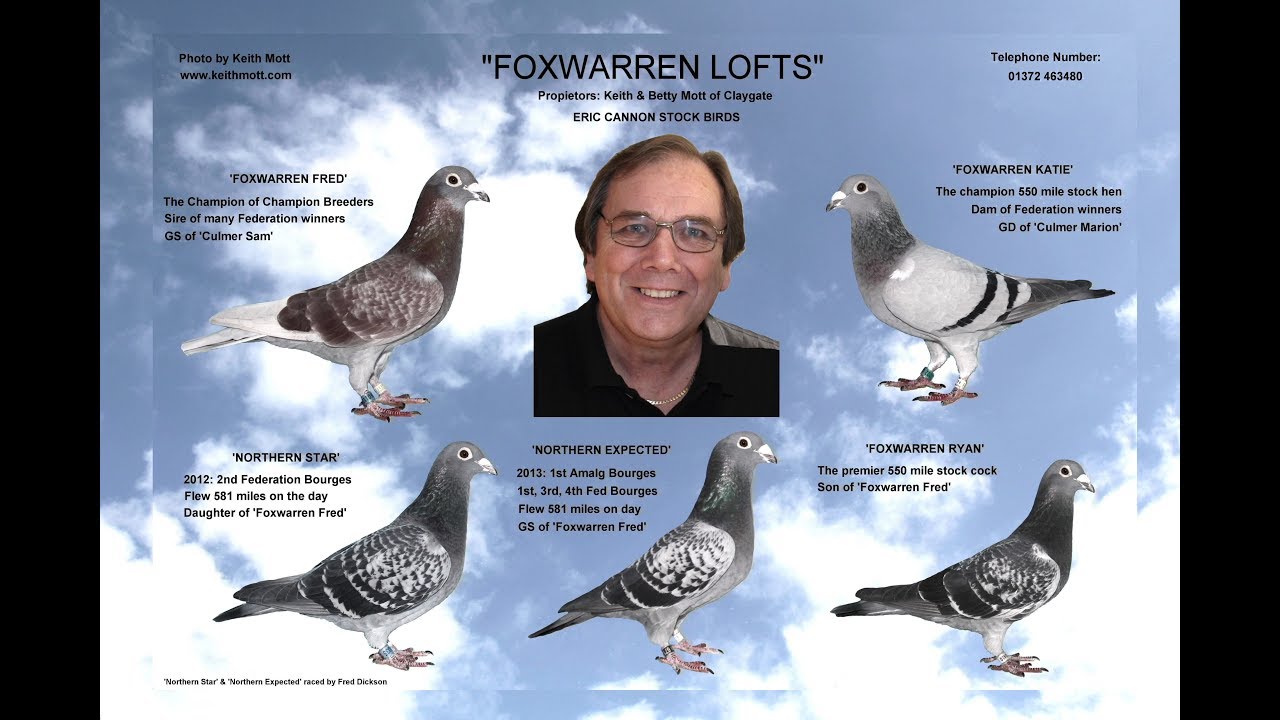 Video 370: Keith & Betty Mott of Claygate: Pigeon Pairings 2018 - YouTube