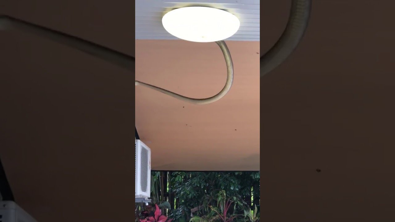 Ceiling Snake || ViralHog - YouTube