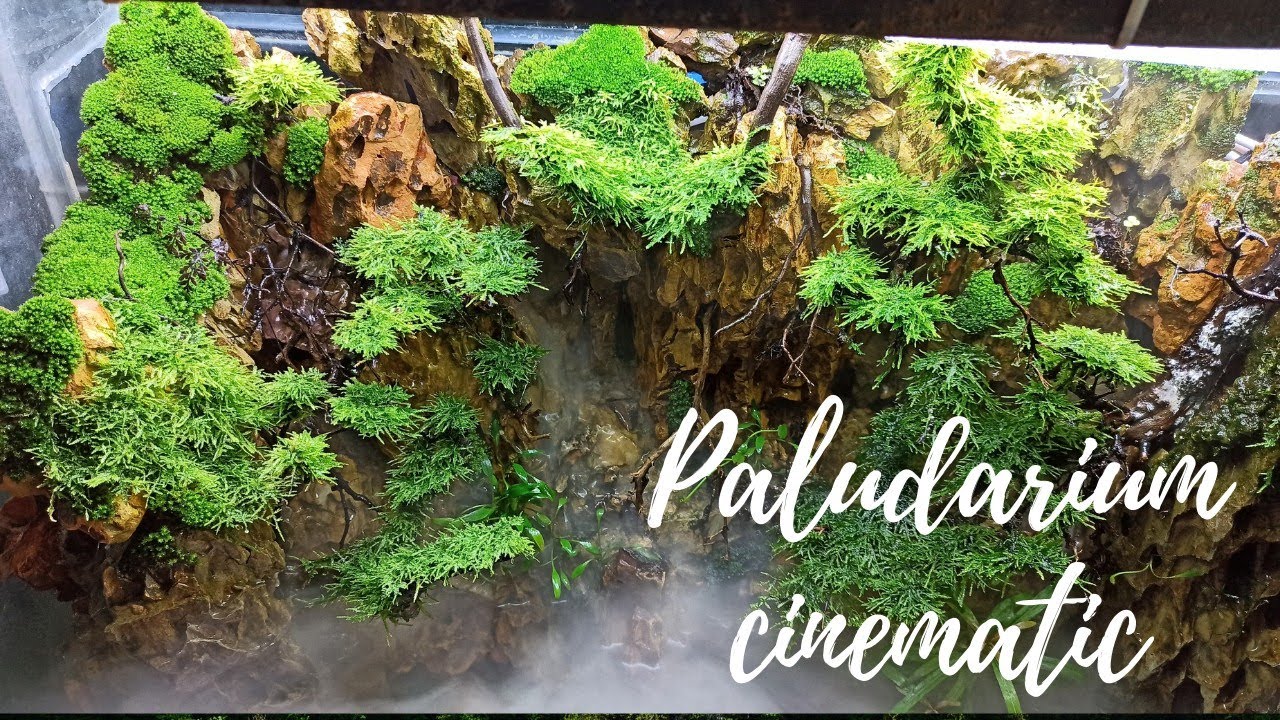 Paludarium Cinematic Promo || Moss Terrarium| Yogesh Balaji - YouTube