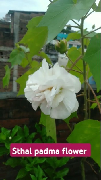 Sthal Padma flower #flowers #gardening #nature #lotus #color #colour ...