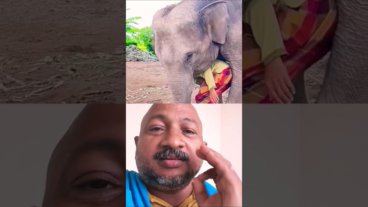 ये क्या कर रही #shorts#elephant #shortsvideos #viralvideo #balchand # ...