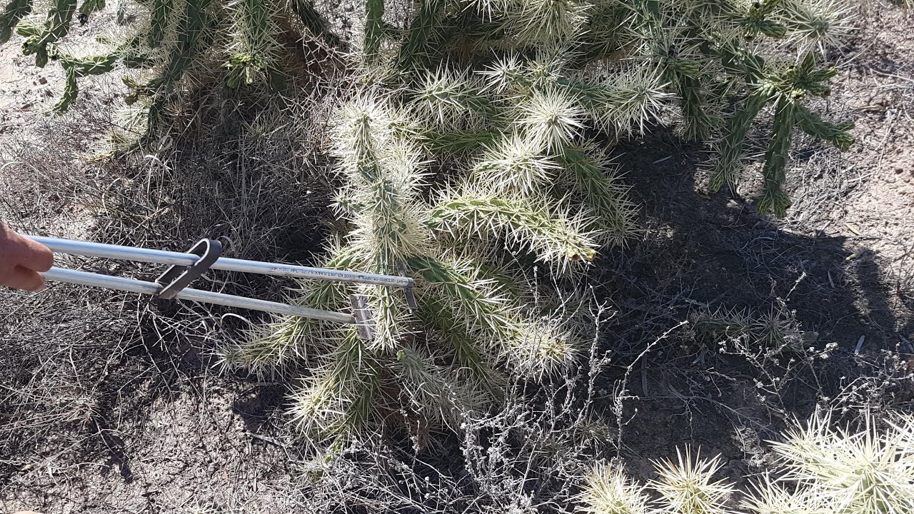 4 Collecting cladodes - YouTube