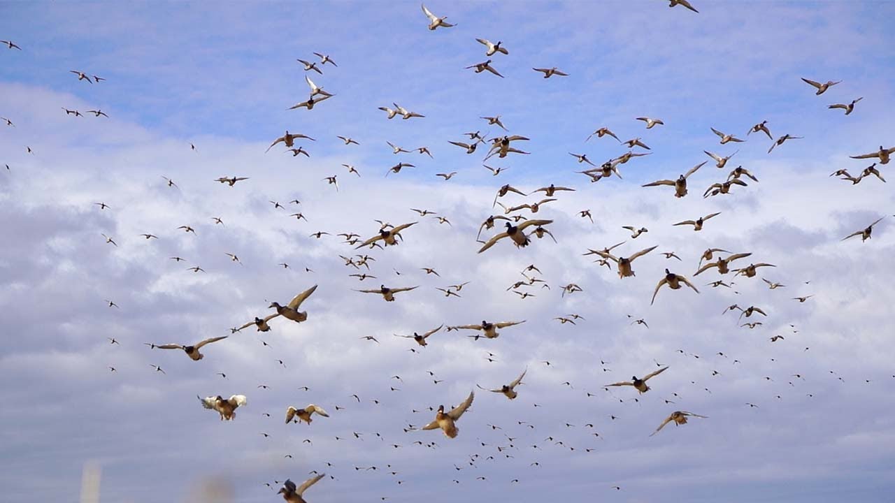 Epic Late Fall Duck Hunting (Greenheads Only!) - YouTube