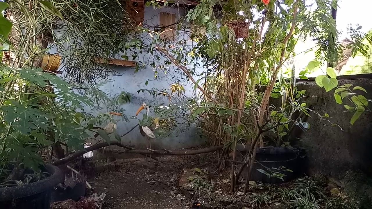 Suasana pagi hari di kandang aviary minimalis - YouTube