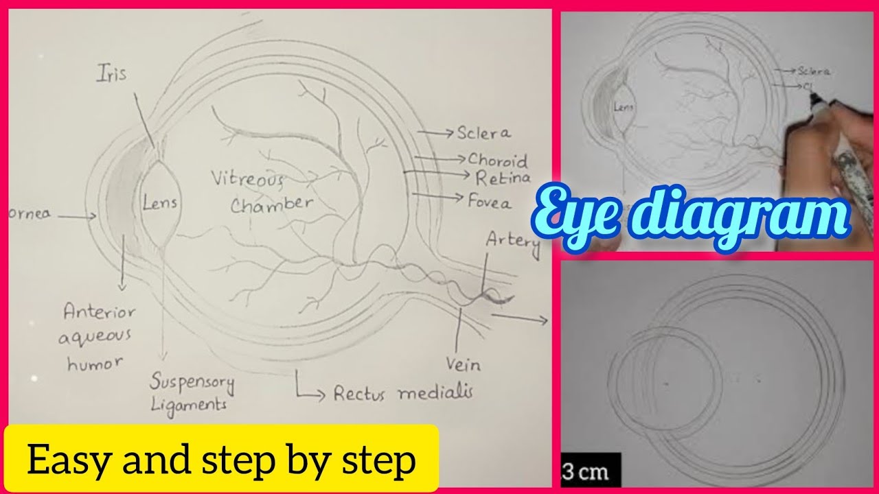 Labeled diagram of human eye || Eye anatomy - YouTube