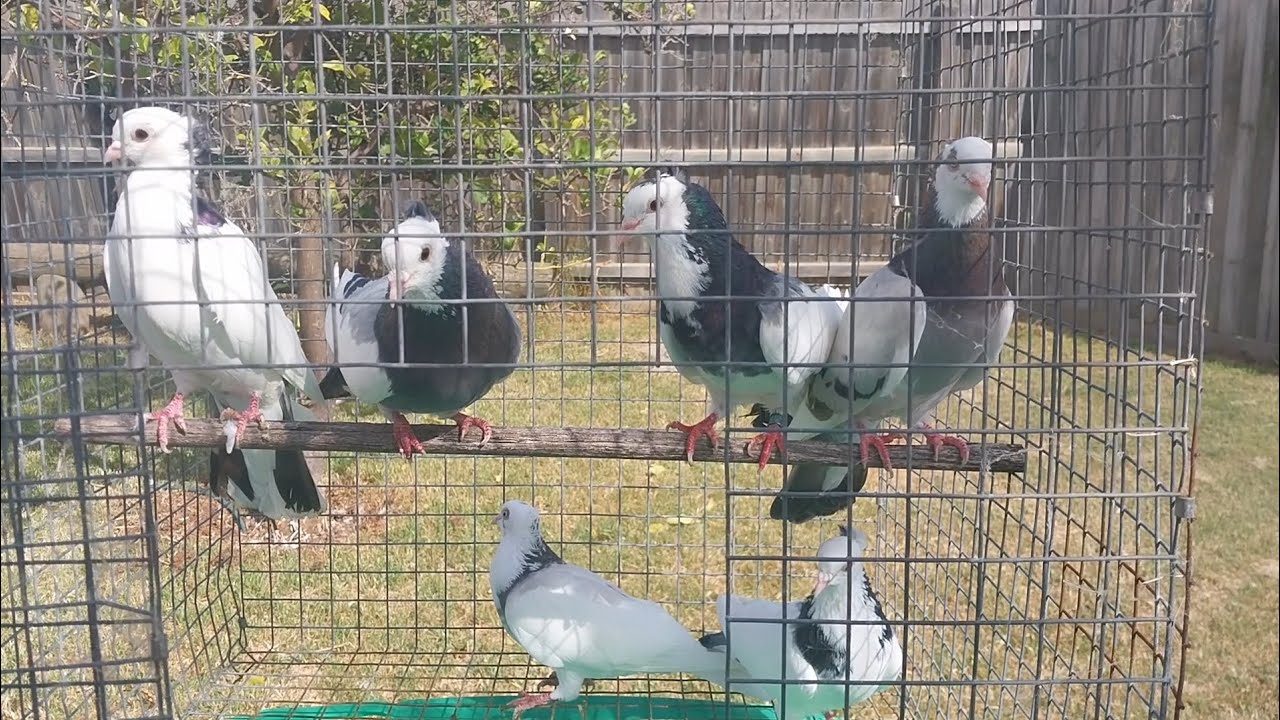 Everyone give me your idea of what Serbian Highflyer Hen to pick For A ...