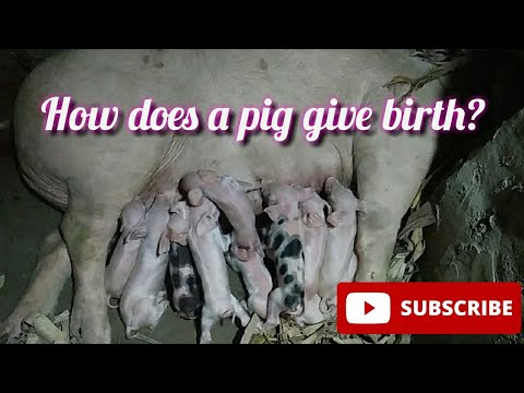 How does a pig give birth? - YouTube
