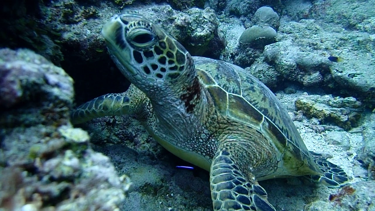 2018/1/26 Guam Turtle Intro Diving｜SUNNY DIVERS - YouTube