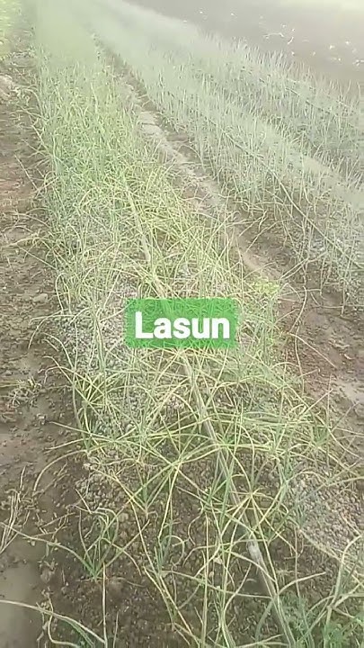 lasun lagwad - YouTube