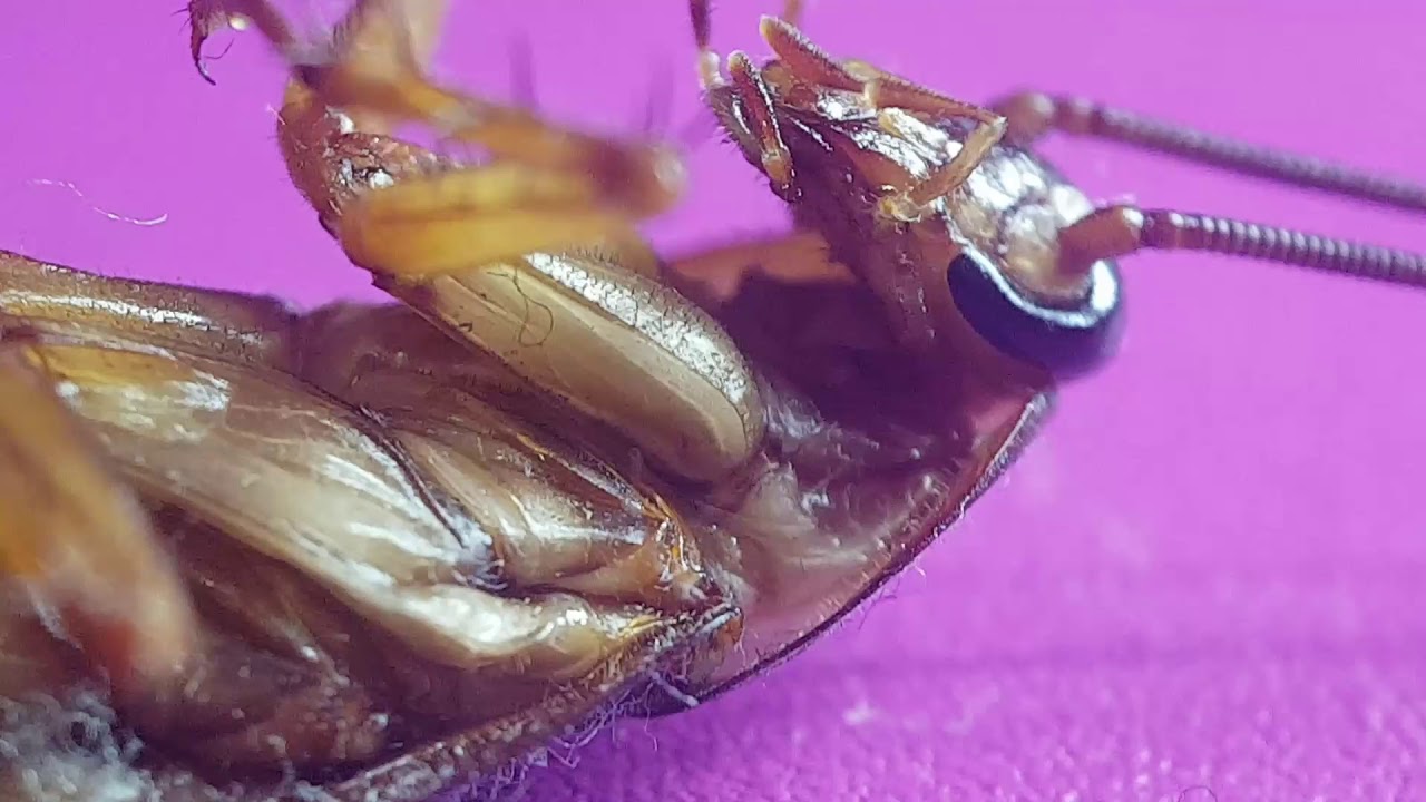 KECOA (The Cockroach) - YouTube