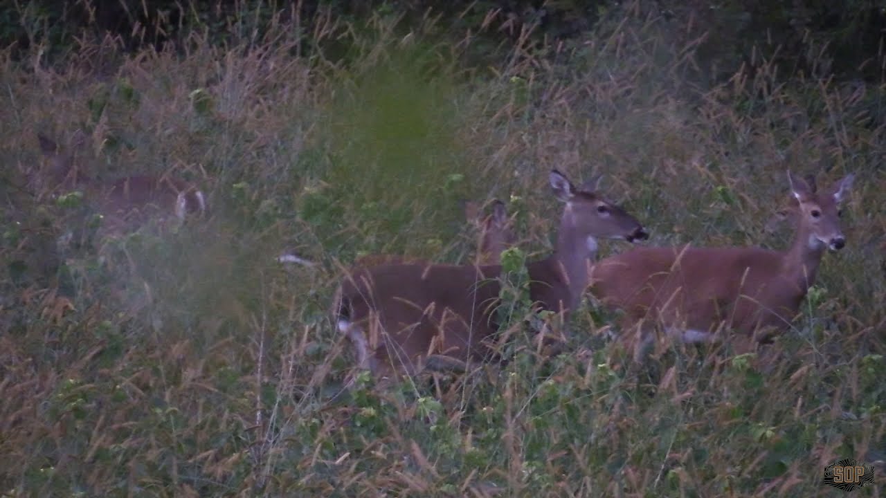 EP. 7- Bowhunting a mile into an Alabama swamp, shot fired! - YouTube