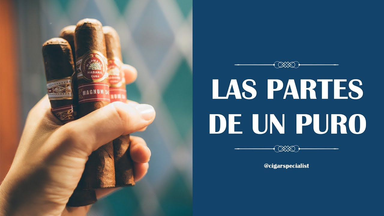 Las partes de un puro | Cigar Specialist | El mundo del tabaco - YouTube