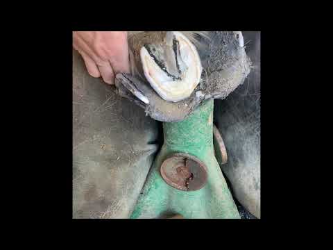 Farrier helps neglected pony feet
