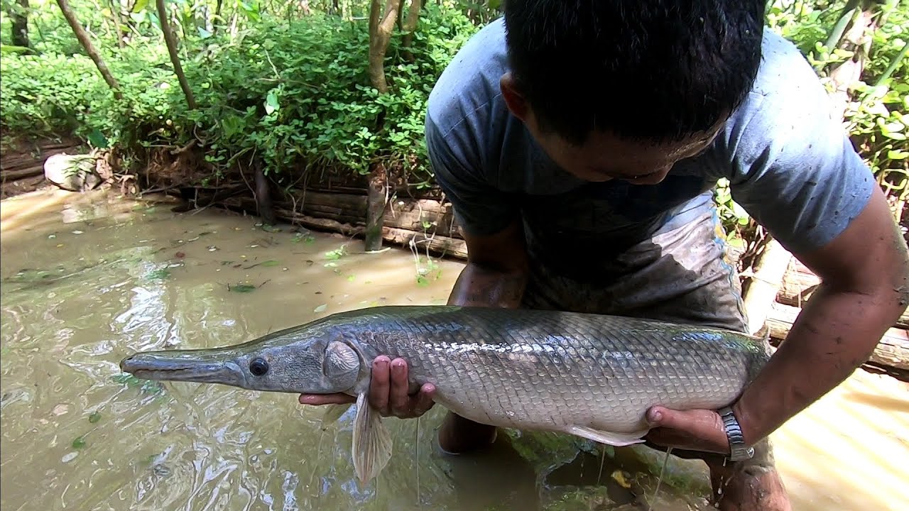 My incredible collection of prehistoric giants | Alligator Gar, Red ...