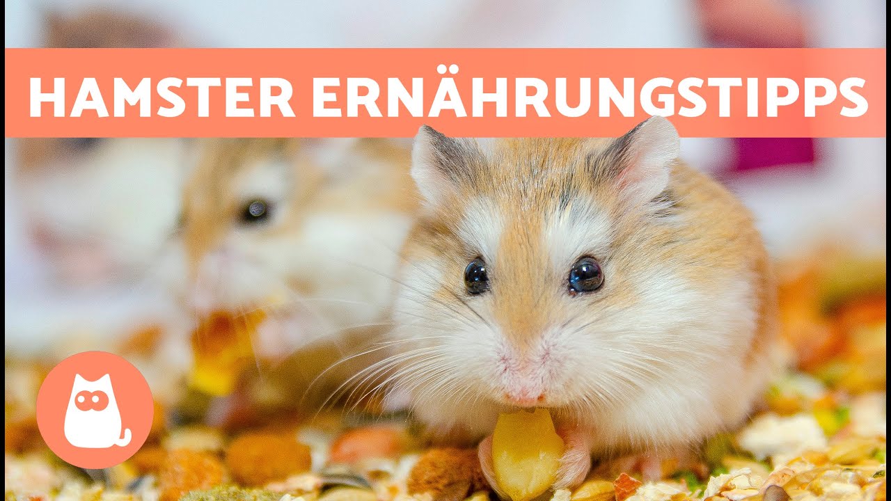 HAMSTER ERNÄHRUNG UND FÜTTERUNG 🐹🥜 Was fressen Hamster? - YouTube