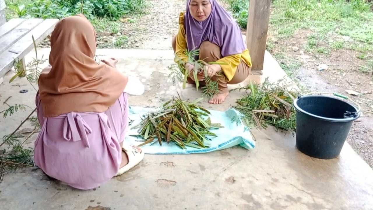 Hari ini ‼️ Mengambil buah pete cina (lamtoro) Memetik daun singkong ...