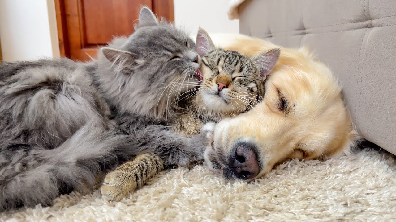 Two Adorable Cats Love Golden Retriever! [Cuteness Overload] - YouTube