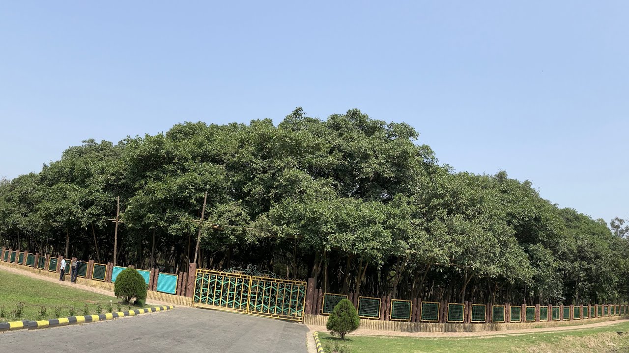 Role of Banyan tree in water conservation # The Great Banyan Tree ...