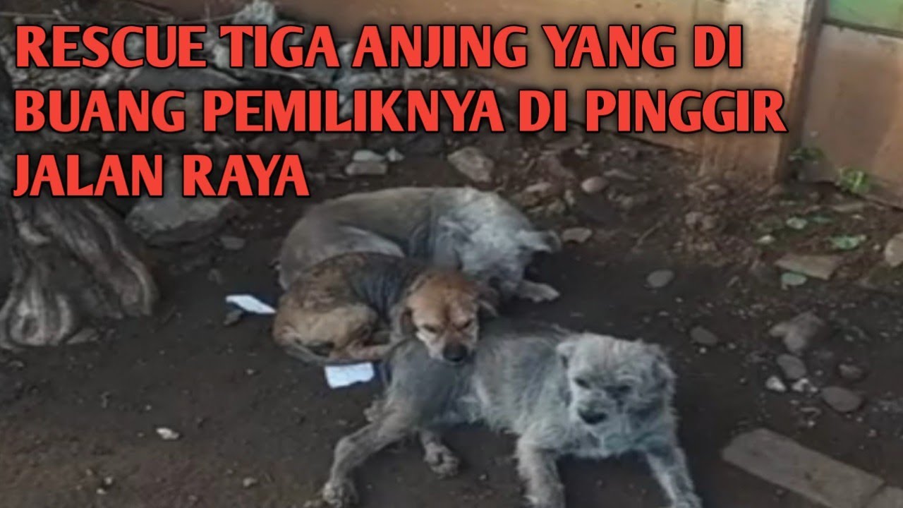 RESCUE 3 ANJING YANG DI BUANG DI PINGGIR JALAN RAYA - YouTube