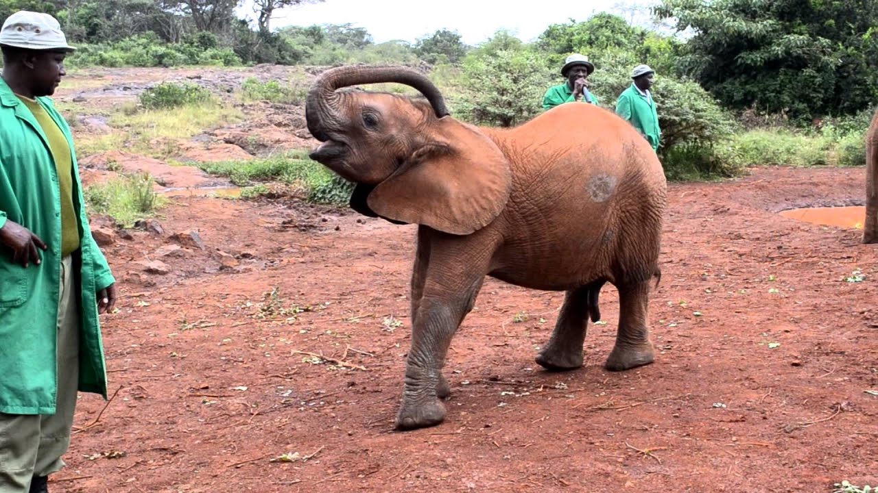 David Sheldrick Wildlife Trust - YouTube