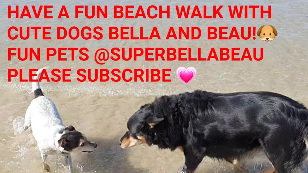HAVE A FUN BEACH WALK WITH CUTE DOGS BELLA AND BEAU!💗🐶🐶 - YouTube