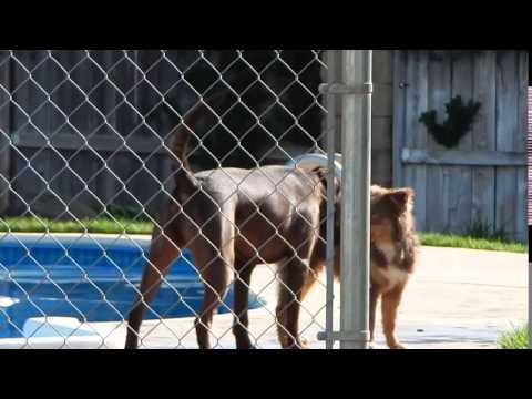 03 24 16 Moose Ranger 1