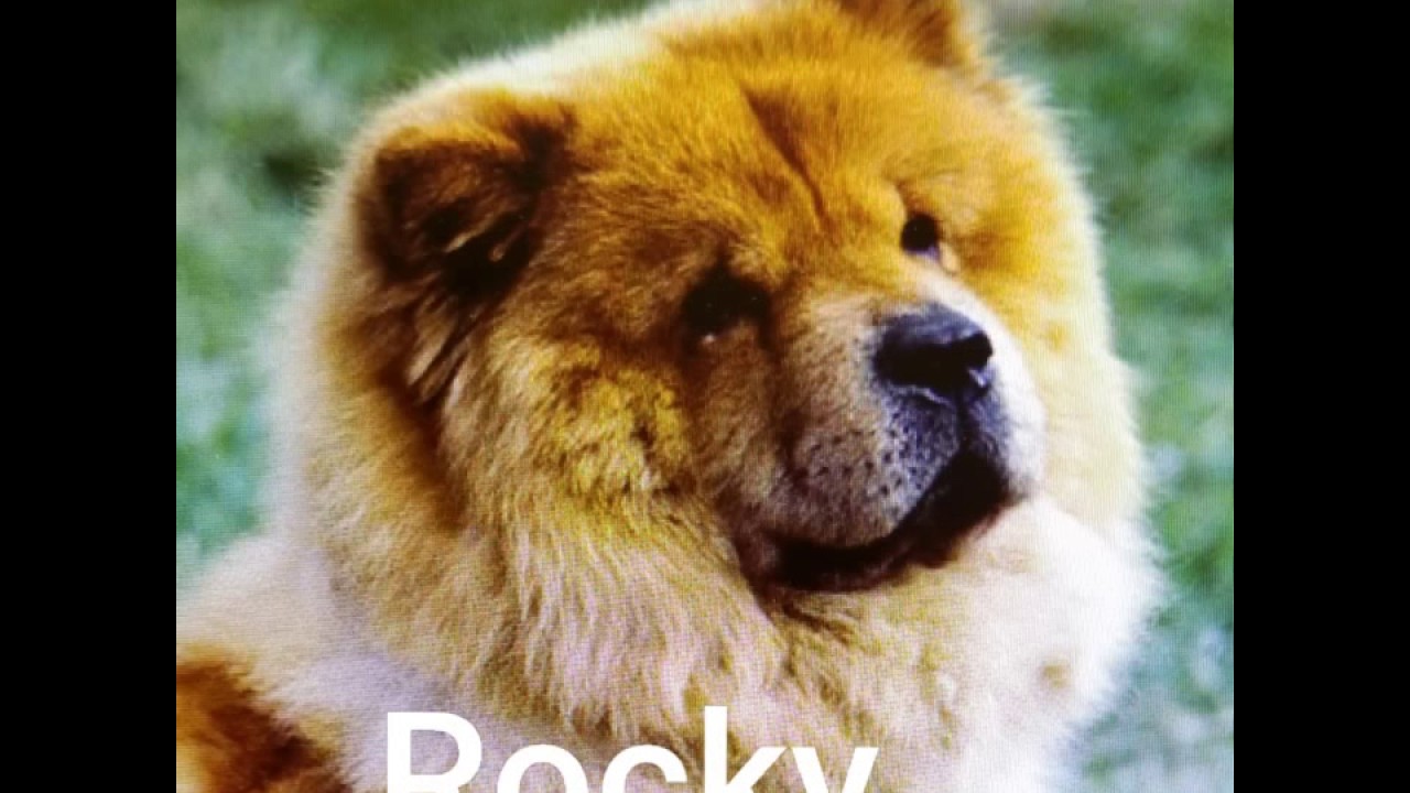 Top 10 Boy Names For Dogs YouTube top-10-boy-names-for-dogs-youtube
