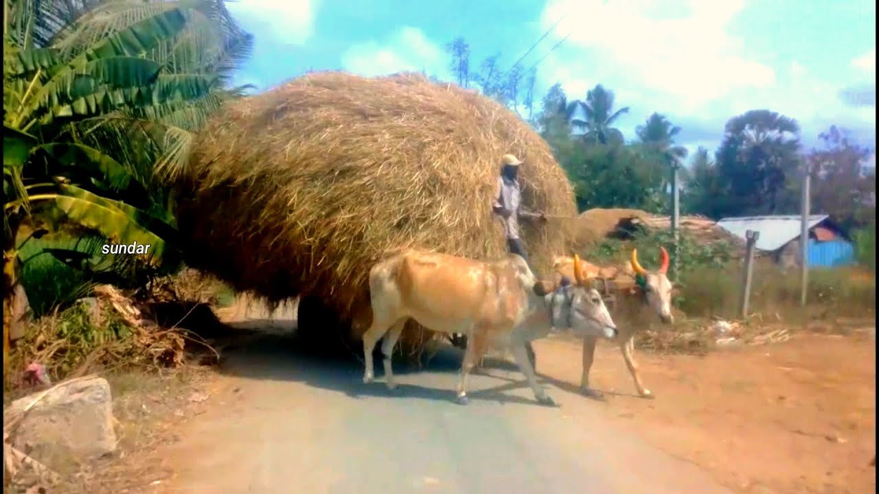 DIY How to Make Bullock Cart Videos | Bullock Cart Ride Bullock Cart ...