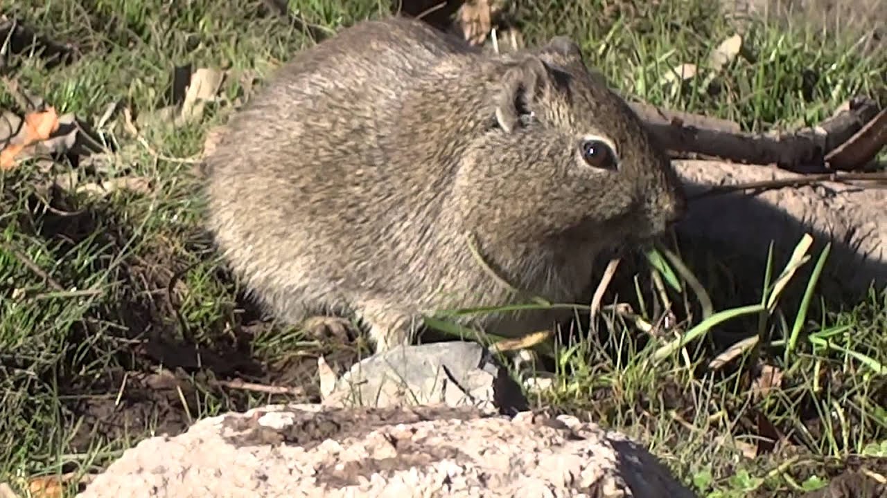 Cuis Chico - Microcavia Australis Comiendo - YouTube