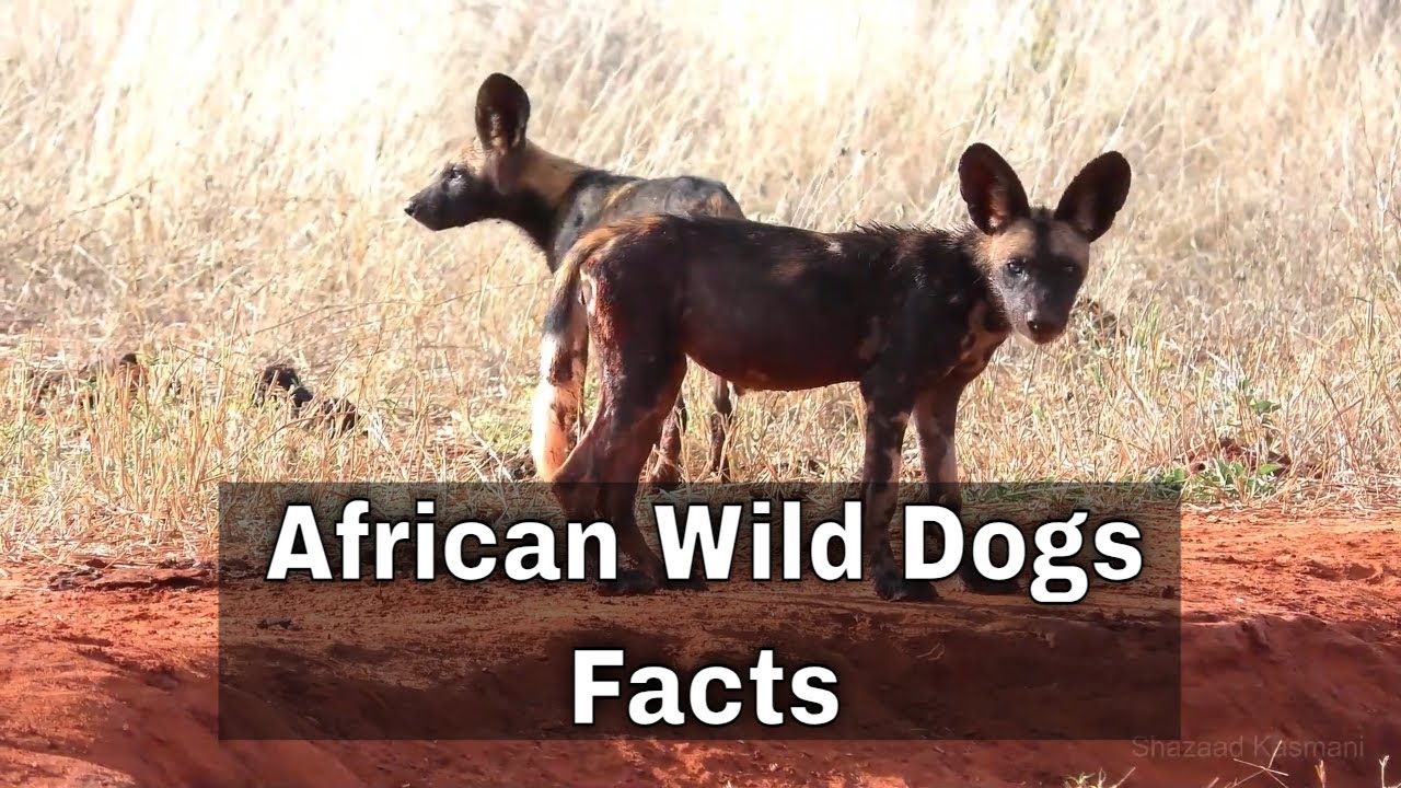 African Wild Dogs | Facts - YouTube