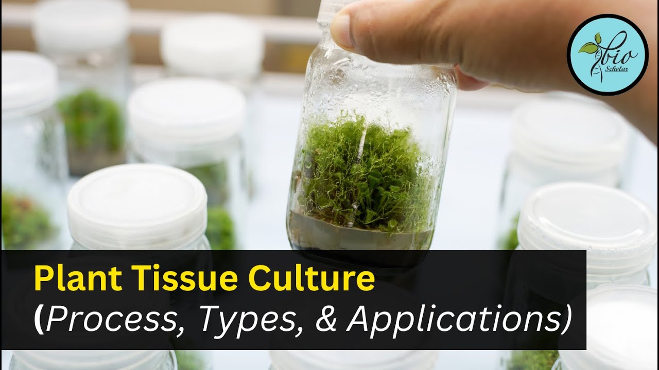 Plant tissue culture: Process & Types|| A complete guide for beginners ...