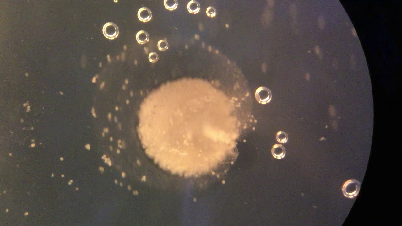 Build 05 Pooling Cells - YouTube