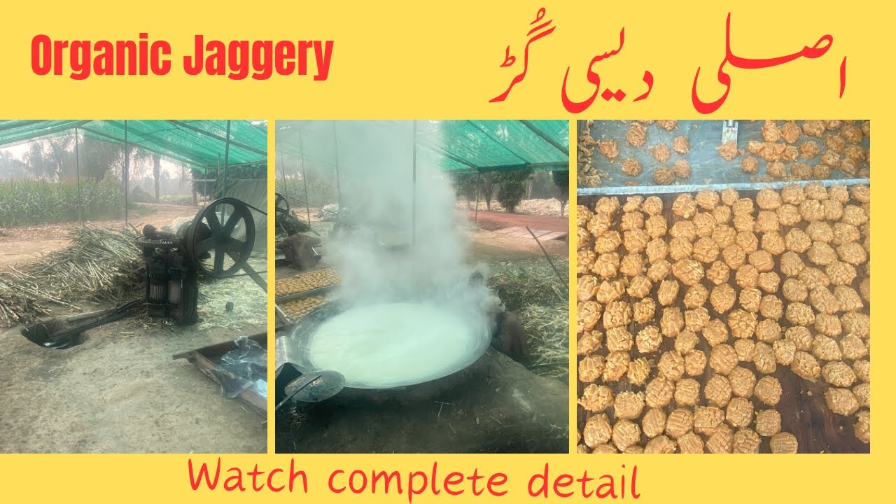 Organic Jaggery Powder Making Process | JAGGERY MAKING | Organic Gud ...