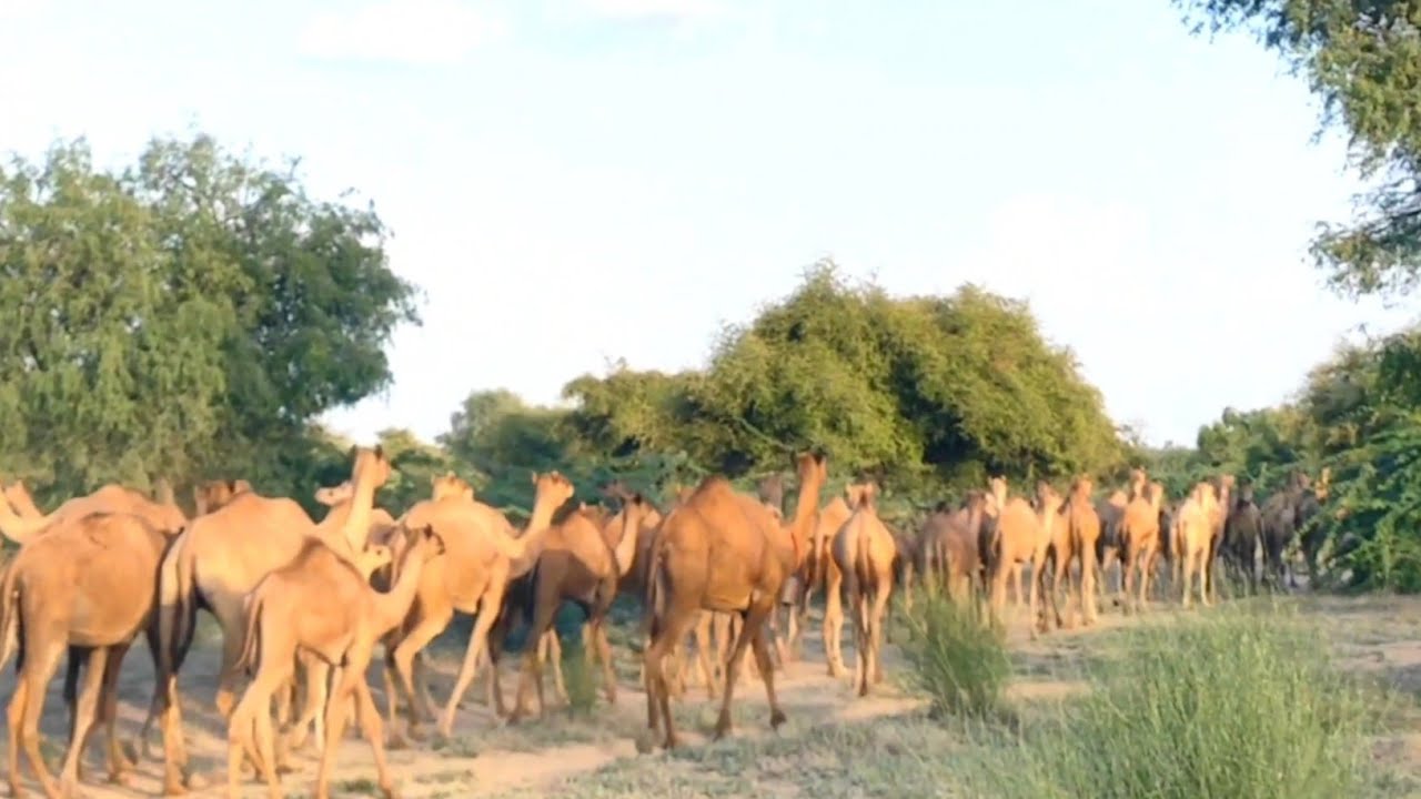 Many camels are walking in a row ||Long line of camels - YouTube