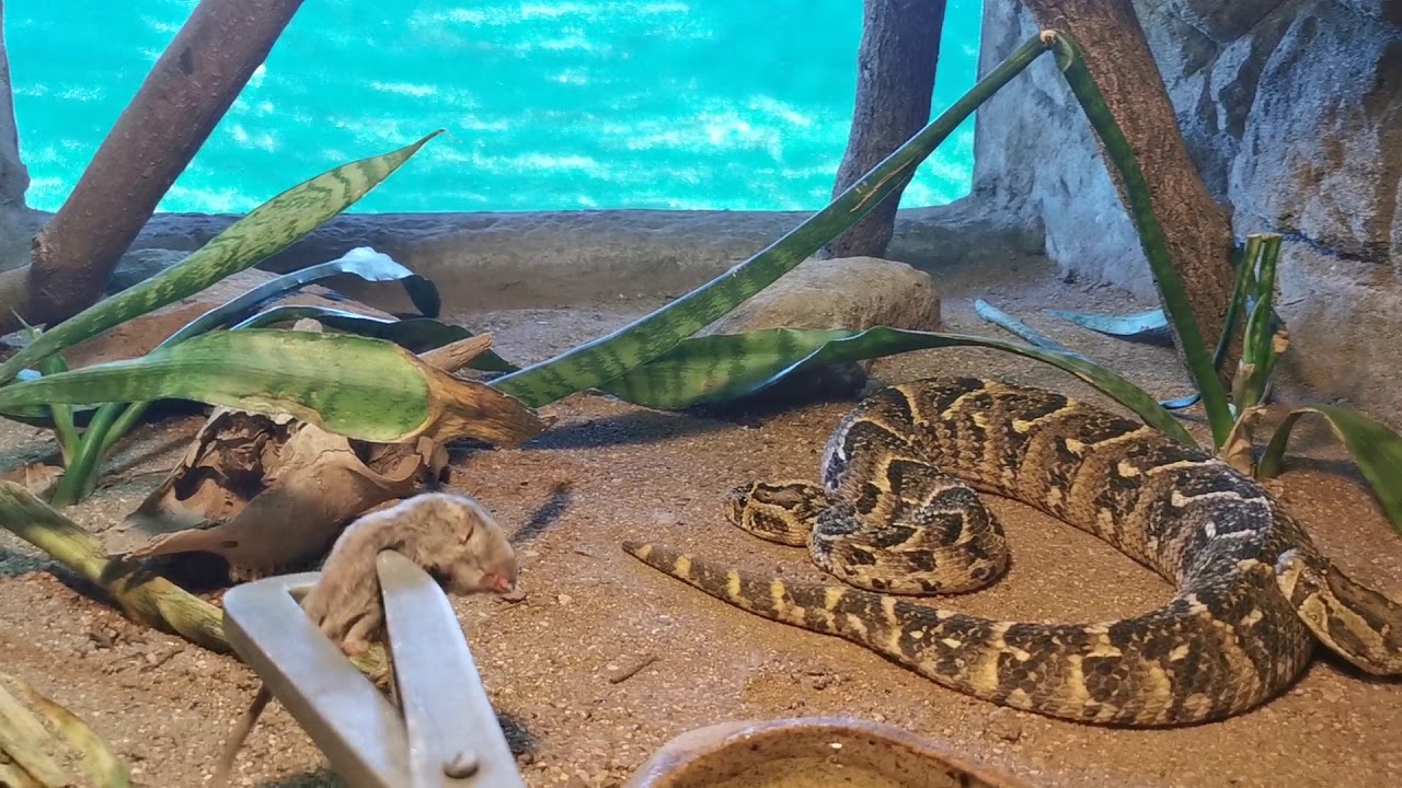 Puff Adder (Bitis arietans) striking dead food. - YouTube