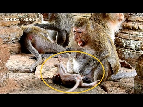Adorable baby monkey learn how to fight, Mom teach baby how to fight, She teach baby how to attack
