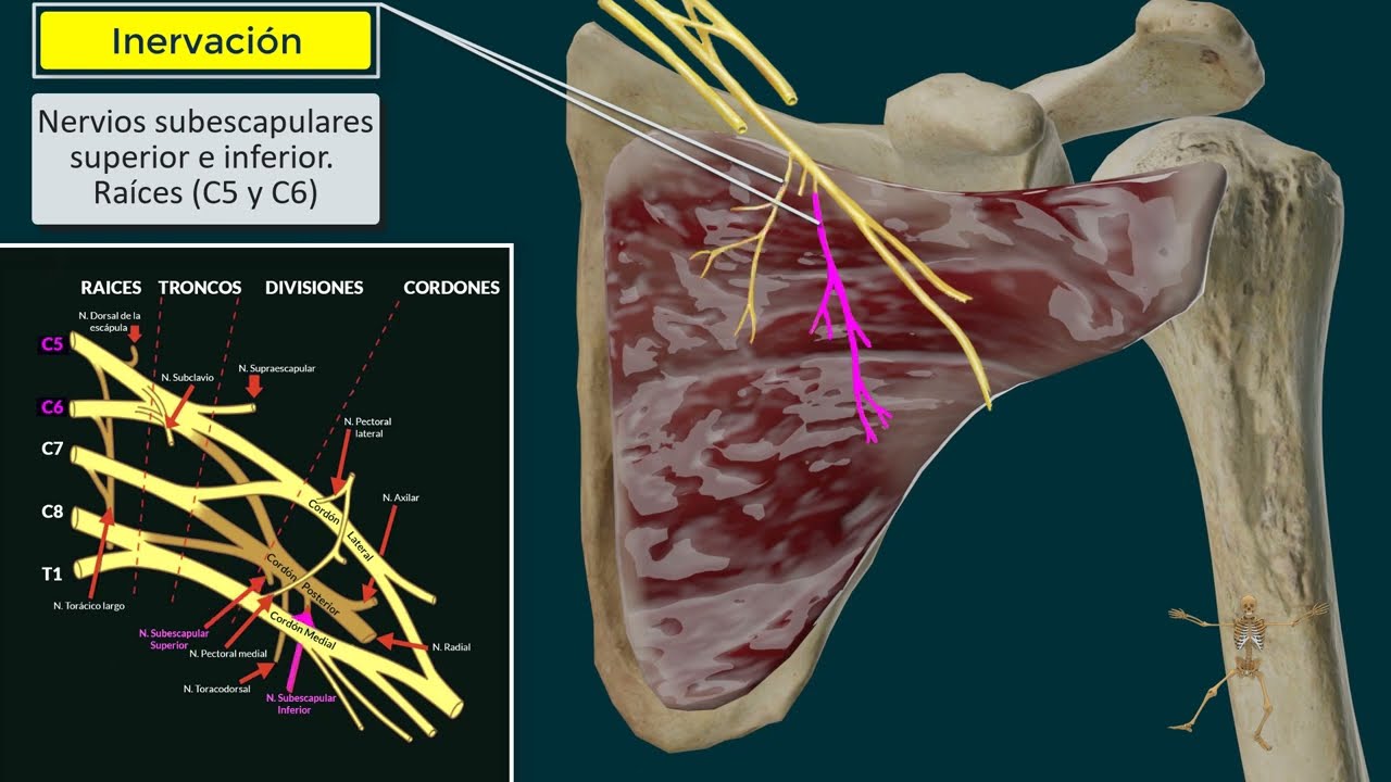 Diagrama Anatómico De La Escápula