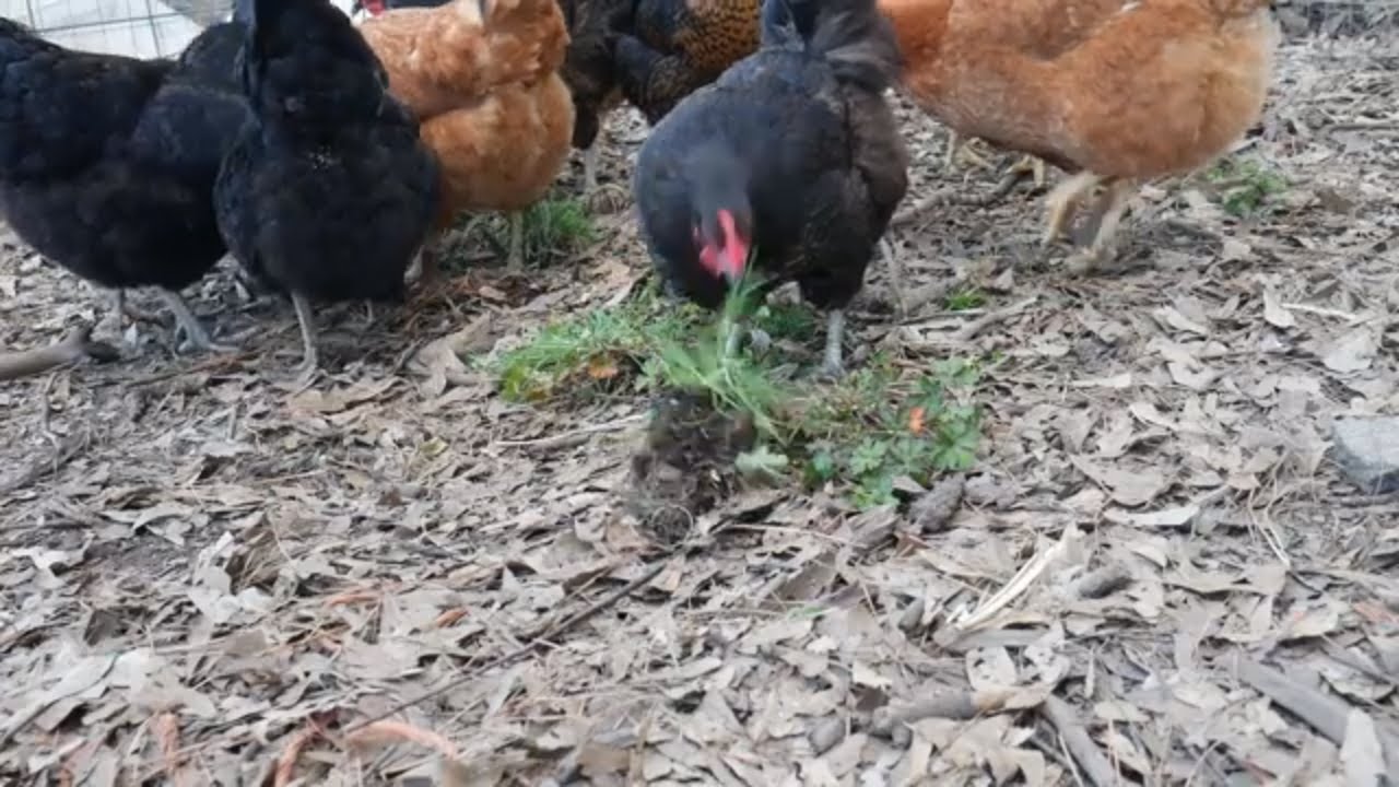 Feeding Garden Weeds To Chickens - YouTube