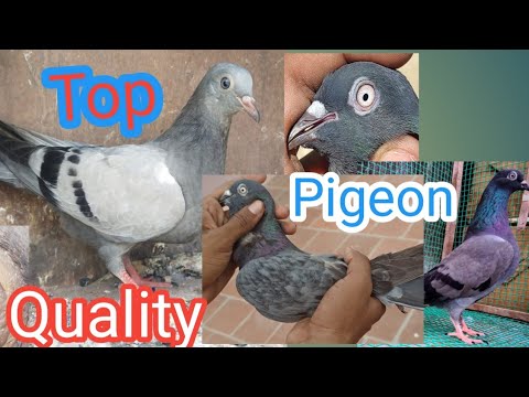 TOP QUALITY PIGEON - YouTube