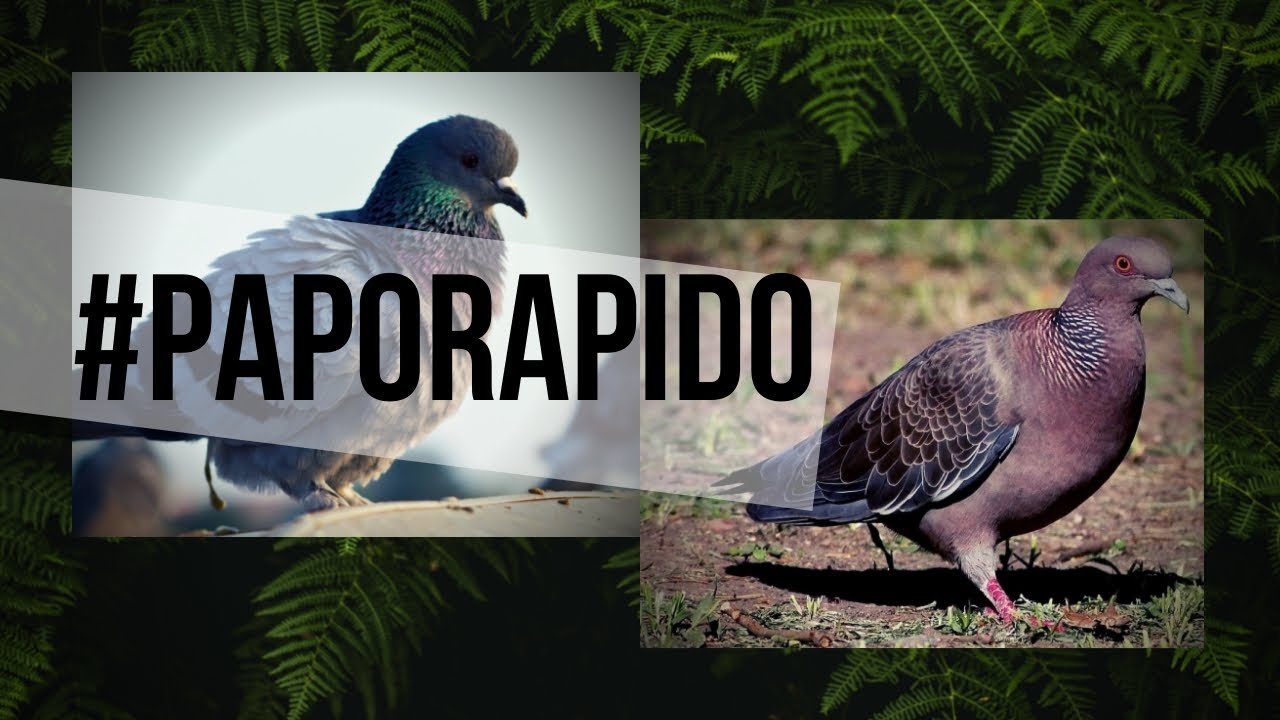 DIFERENÇA DO POMBO DO MATO E POMBO URBANO | PapoRápido - YouTube