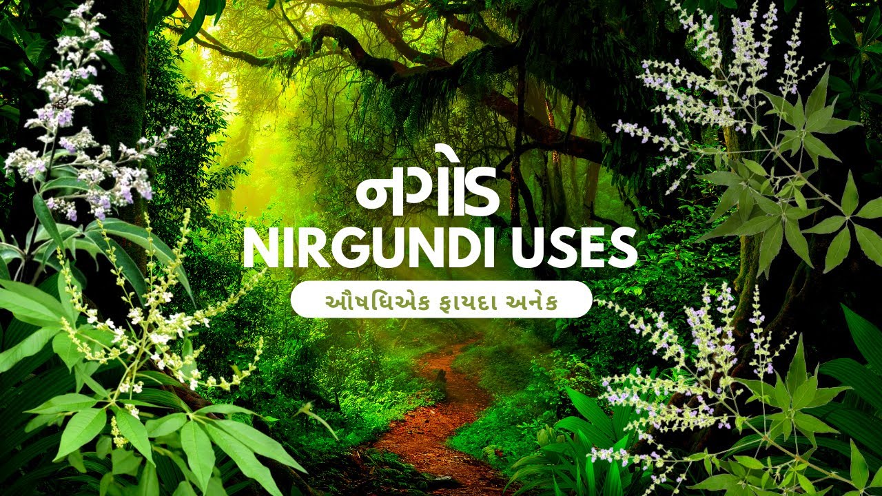 નગોડ ||ઔષધી એક ફાયદા અનેક ||Nirgundi|| Nagod Tree Benefits in Gujarati ...
