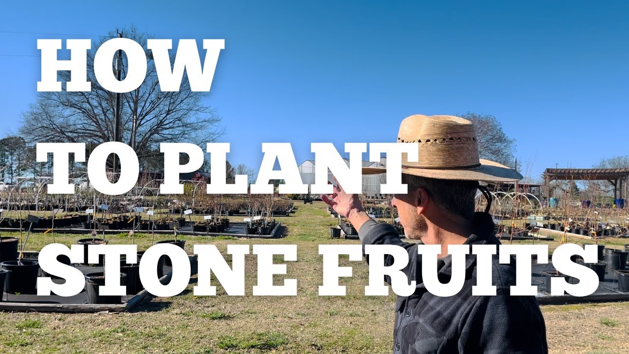 How to plant STONE FRUITS | FRUIT TREE PLANTING - YouTube