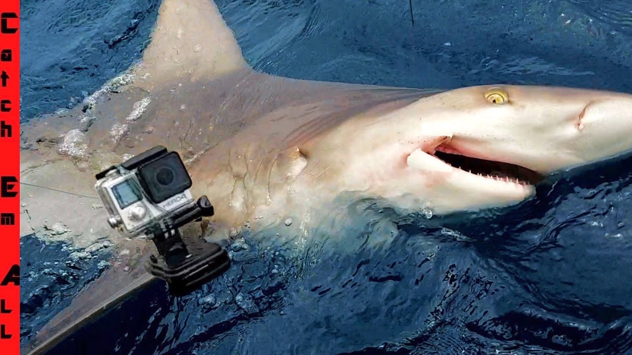 I Strapped a GoPro on a SHARK! - YouTube