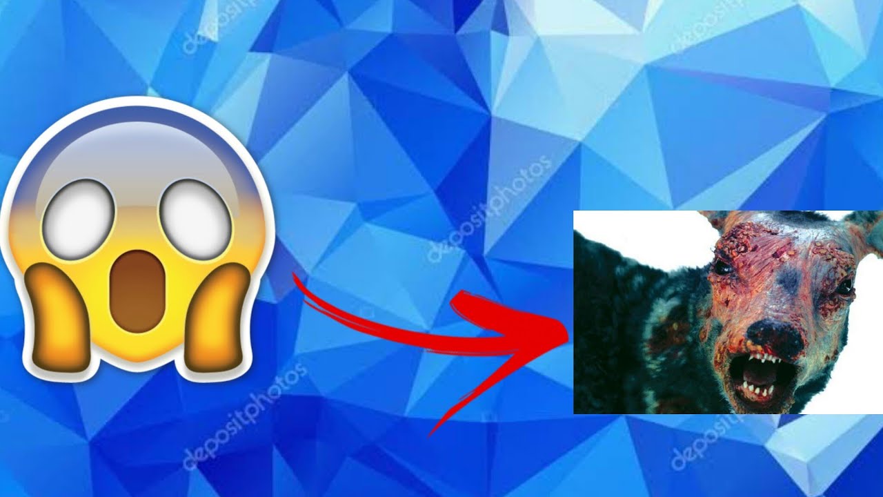 Doença do Cervo zumbi (explicação) - YouTube