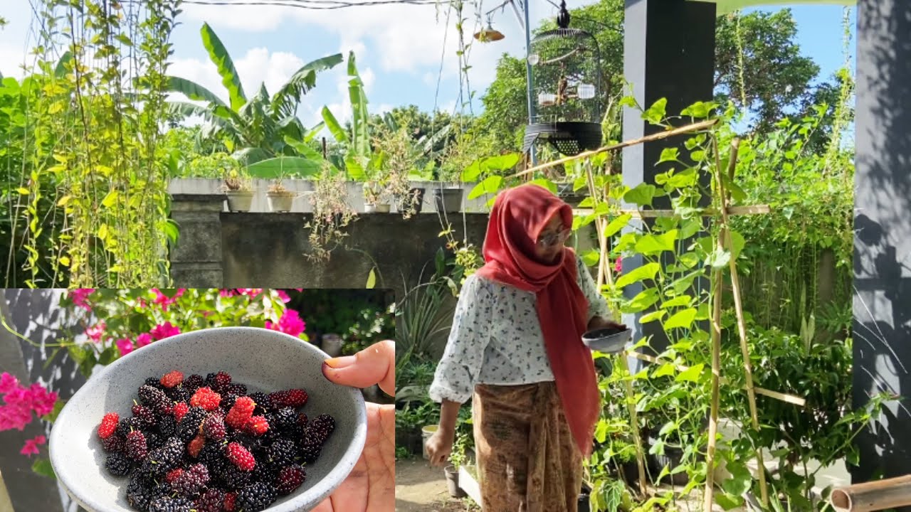 TANAM BIBIT SEMANGKA…DAN PERTAMAKALI MEMBUAT JUS MURBEI - YouTube
