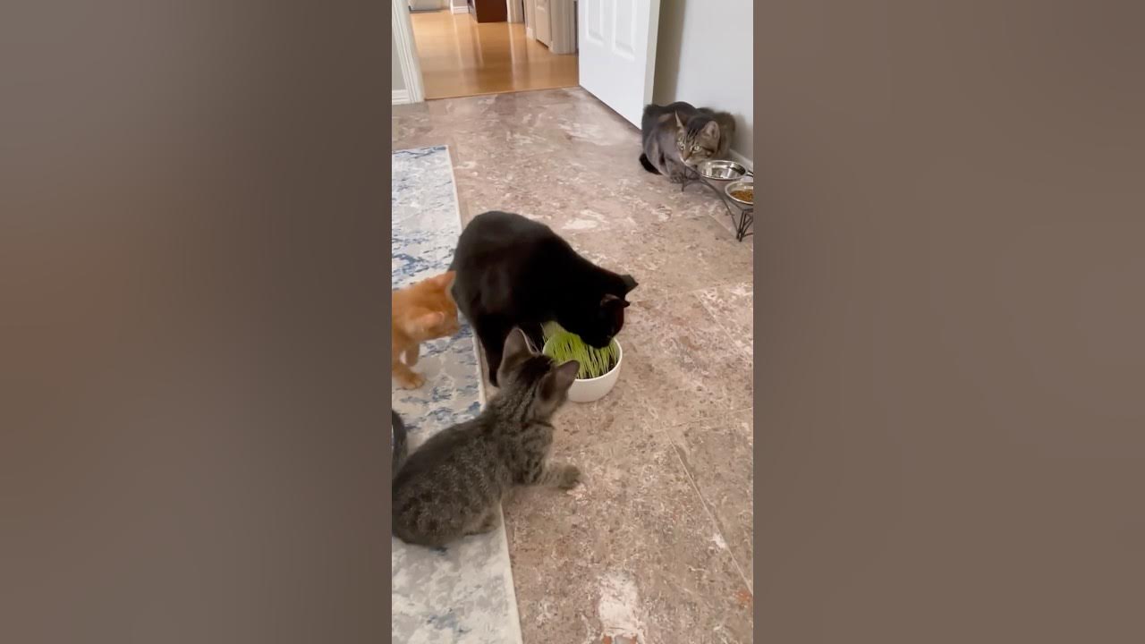 Kittens’ First Catnip Grass Encounter - YouTube