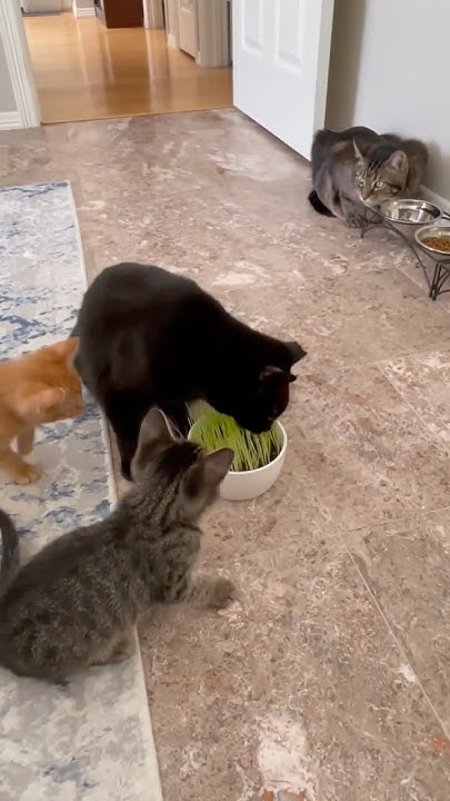 Kittens’ First Catnip Grass Encounter - YouTube