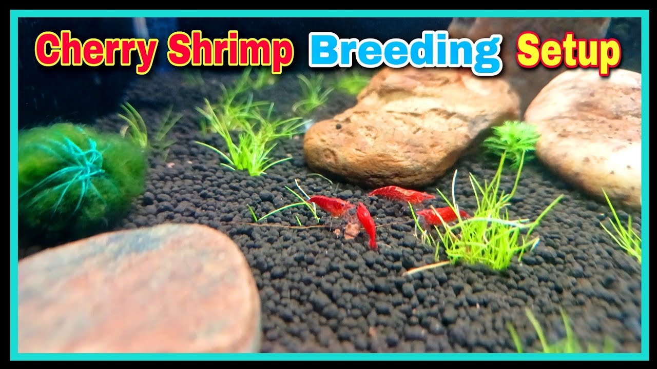 Finally मेरे Shrimp आ गए 😍😍 || Cherry Shrimp With Aquascaping || Shrimp ...